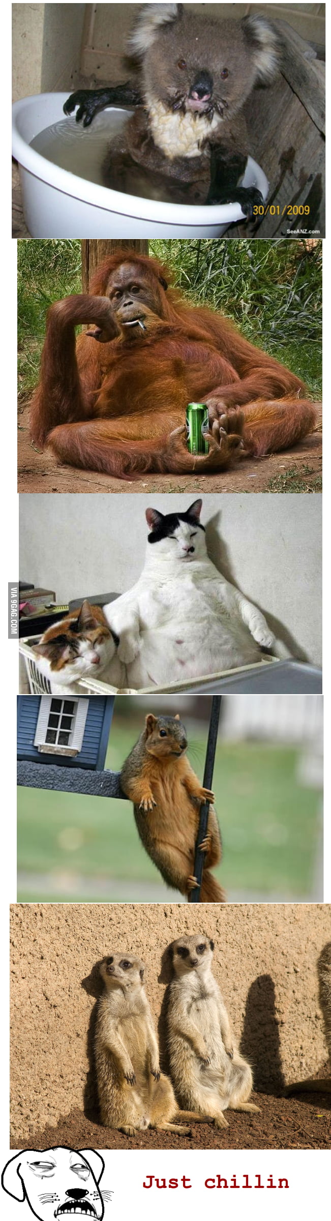 Just some "chillin" Animals - 9GAG