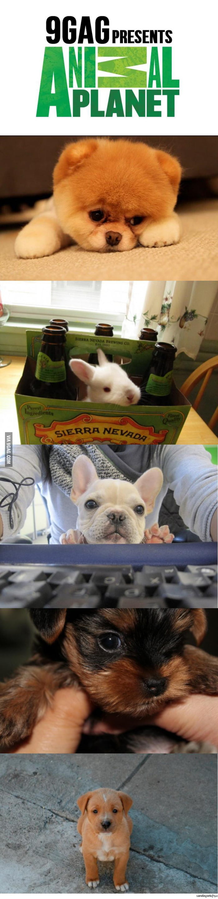 9GAG cutesy animals - 9GAG