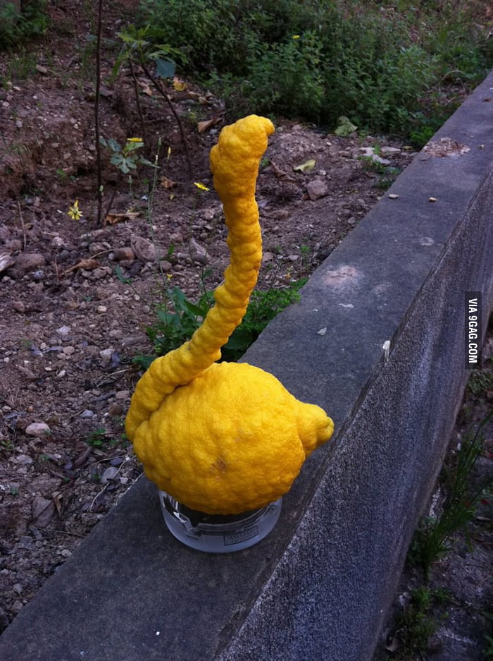 A lemon in Lebanon - 9GAG