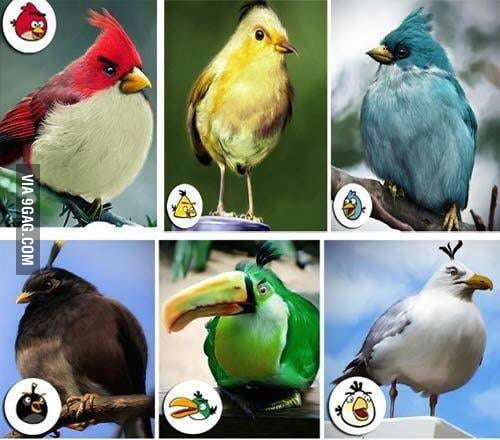 Just Angry Birds IRL - 9GAG