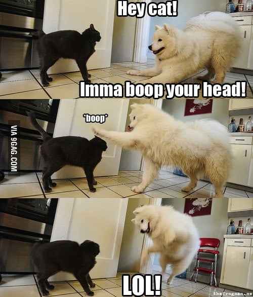 Hey cat,imma boop your head - 9GAG