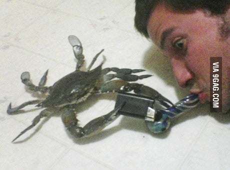 Why thank you Mr Crab - 9GAG