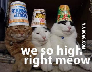 High level : cat - 9GAG