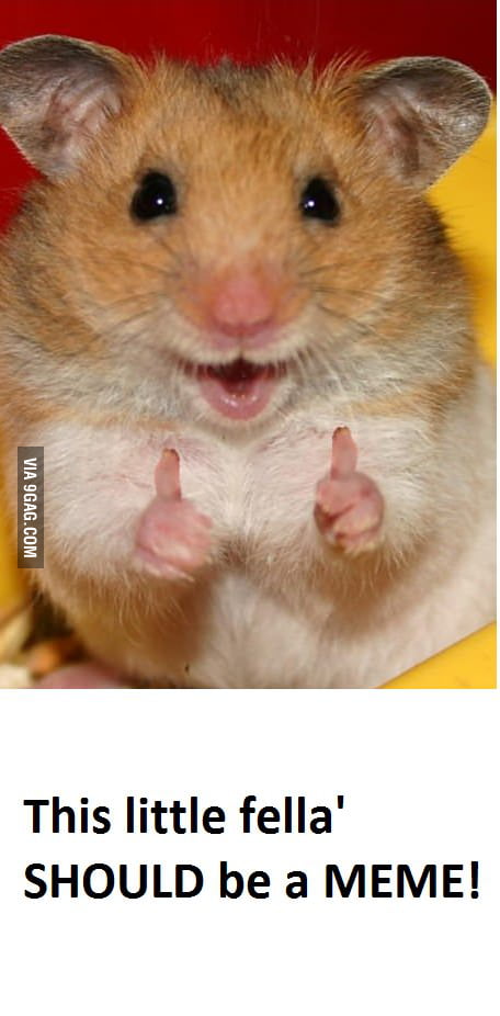 Fella MEME! - 9GAG