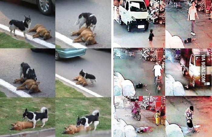 Humanity vs Dogity - 9GAG