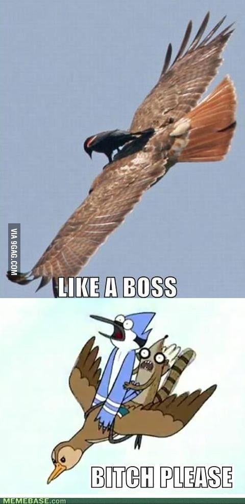 Bird flying on a bird? Like a boss! - 9GAG