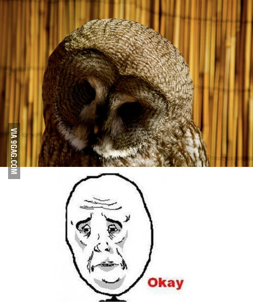 Owlkay - 9GAG