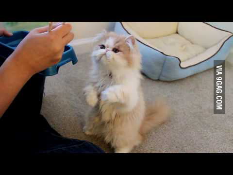 Cuteness lvl: Over Nyan-Thousand - 9GAG