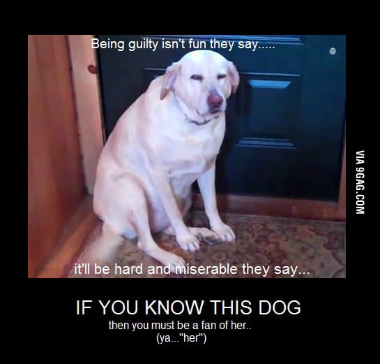 Just denver..the guilty dog - 9GAG