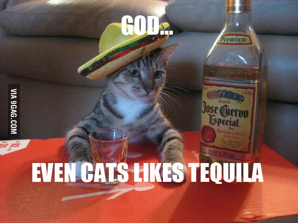 Even cats... - 9GAG