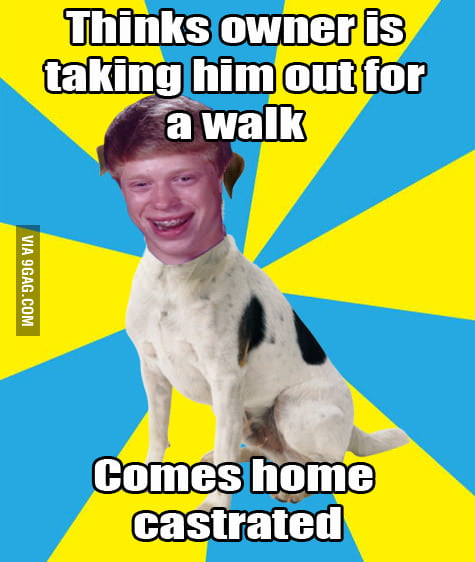 Meet Bryan The Dog... - 9GAG