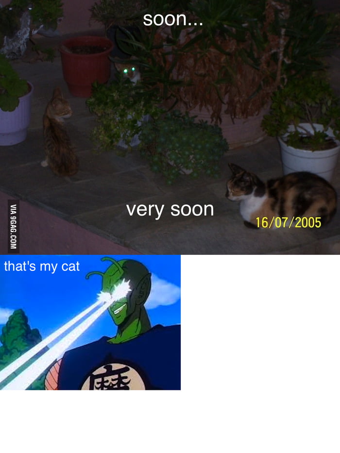 Lazer cat - 9GAG