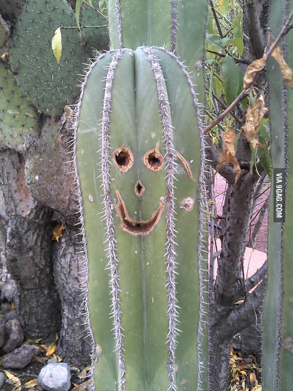 Happy Cactus is Happy - 9GAG