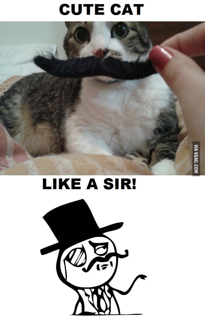Mr. Elegant cat - 9GAG