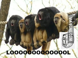 LoooL Monkeys - 9GAG
