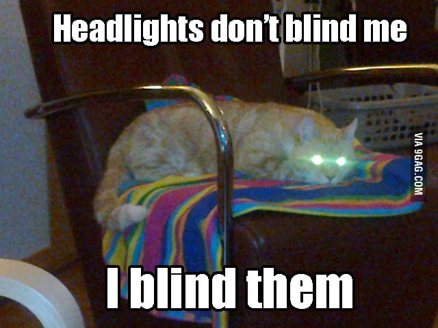 Flashlight Cat - 9GAG