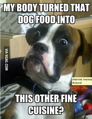 Realization dog strikes again - 9GAG