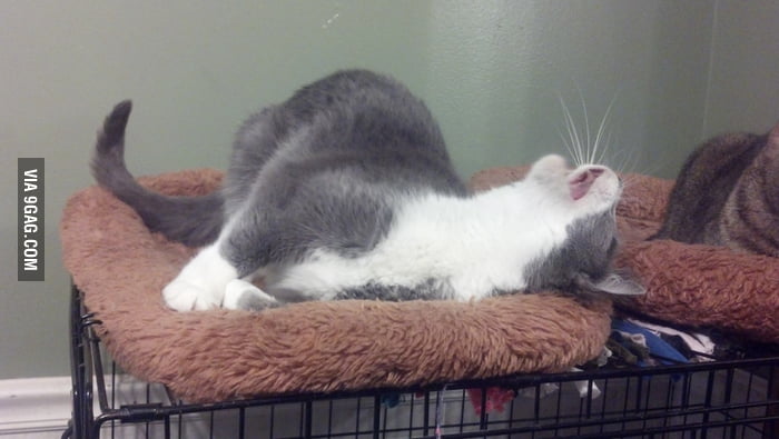 Awwwww Yeah Cat - 9GAG