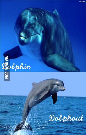 Dolphin... - 9GAG