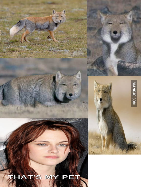 Expressionless Fox - 9GAG