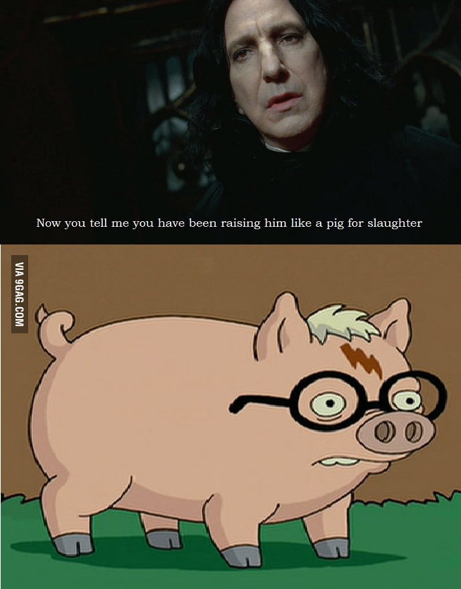 Harry pig - 9GAG