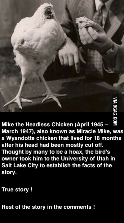 Mike the Headless Chicken ! - 9GAG
