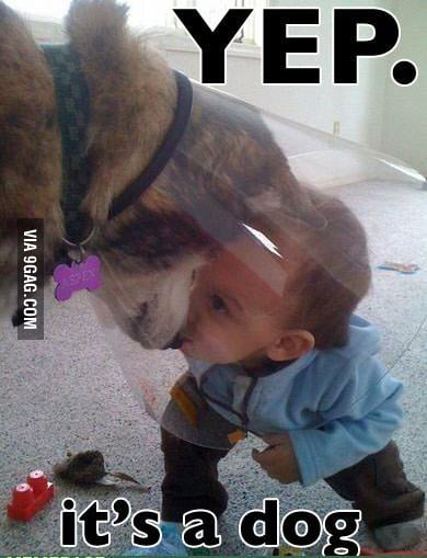 Yep...it`s a dog - 9GAG