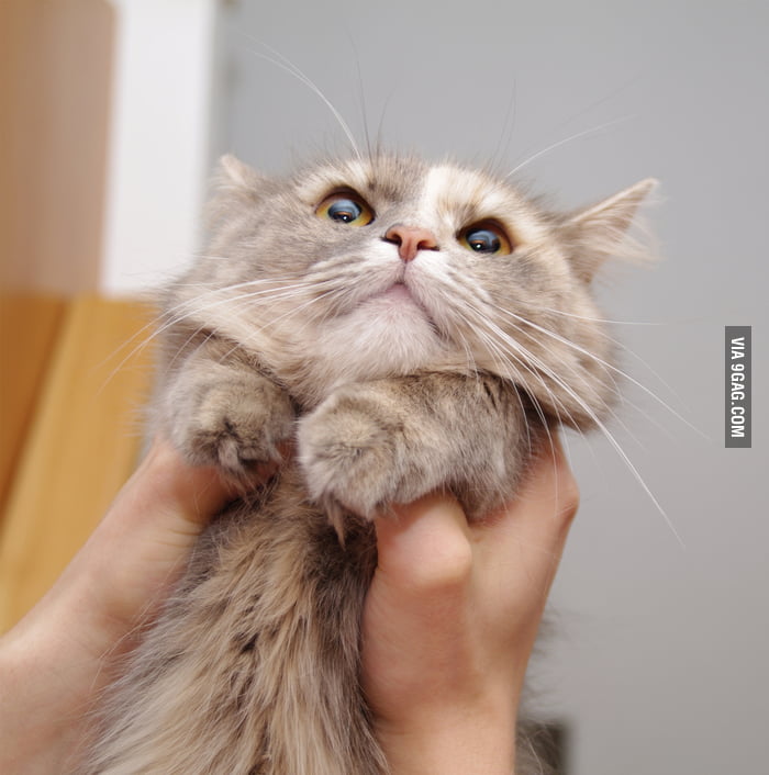 My cat doing "dafuq" expression - 9GAG