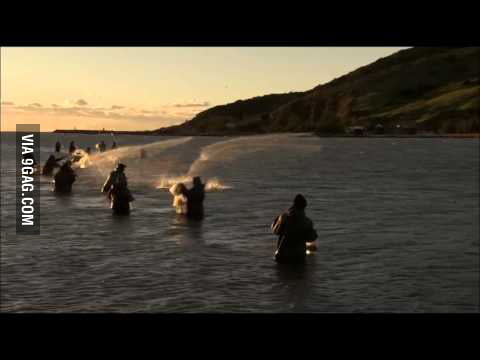 Dolphins helping humans to fish... - 9GAG