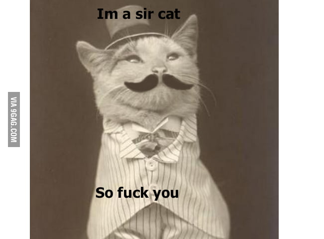 You know you want a sir cat - 9GAG