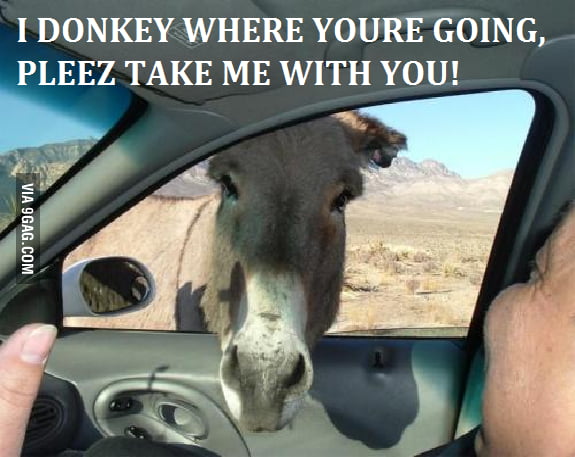 Come on, Its a Cute little Burro! - 9GAG