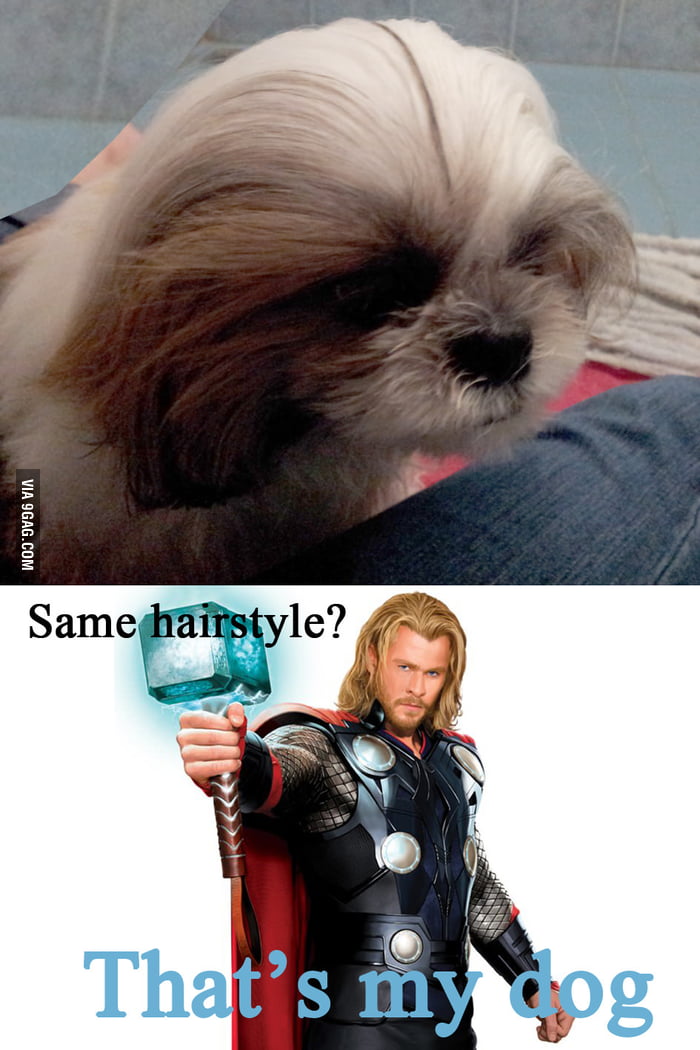 Thor's dog - 9GAG