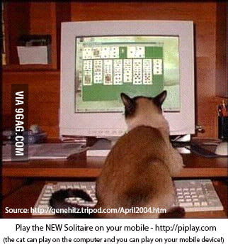 Never leave your computer unattended by a cat - 9GAG