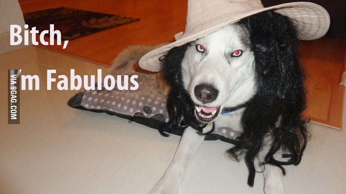 Fabulous Dog is fabulous - 9GAG