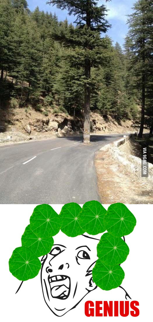 Genius tree is Genius. - 9GAG