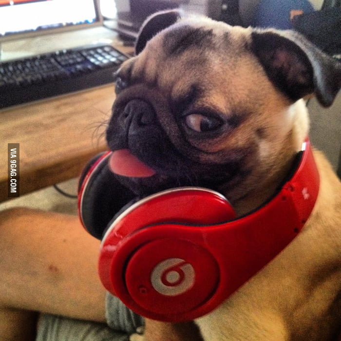 I'm probably the best PUG DJ in the world - 9GAG