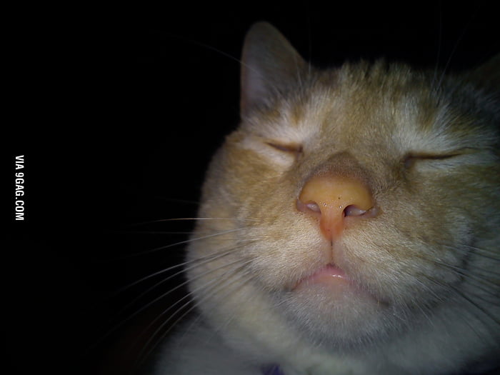 Fatty Catty 9gag