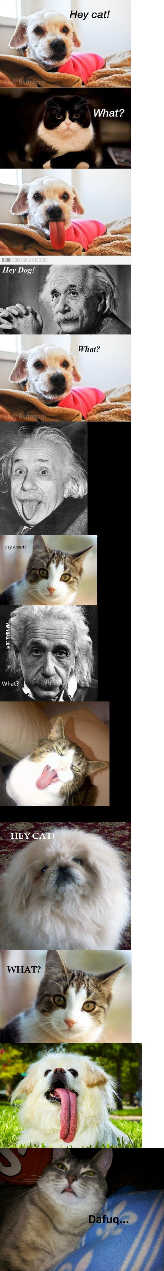 B*tch Please!!! DAFUQ cat! - 9GAG