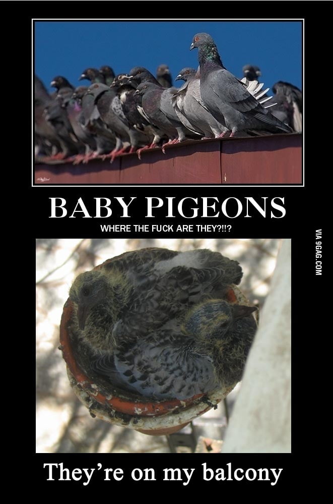 Baby Pigeons - 9GAG