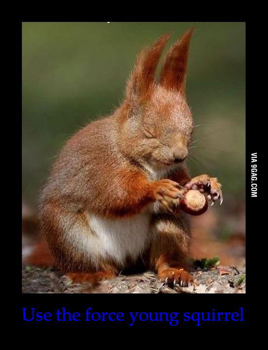 Use the force squirrel - 9GAG