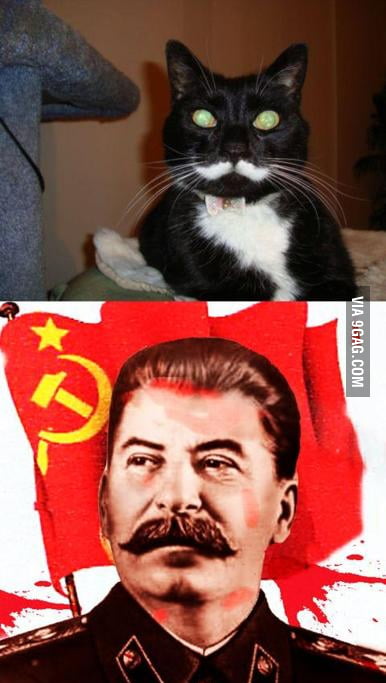 Cat Stalin - 9GAG
