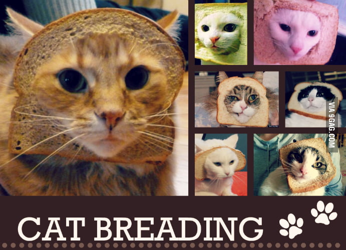 Cat Breading - 9GAG