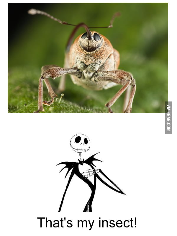 Mr Jack's Insect - 9GAG