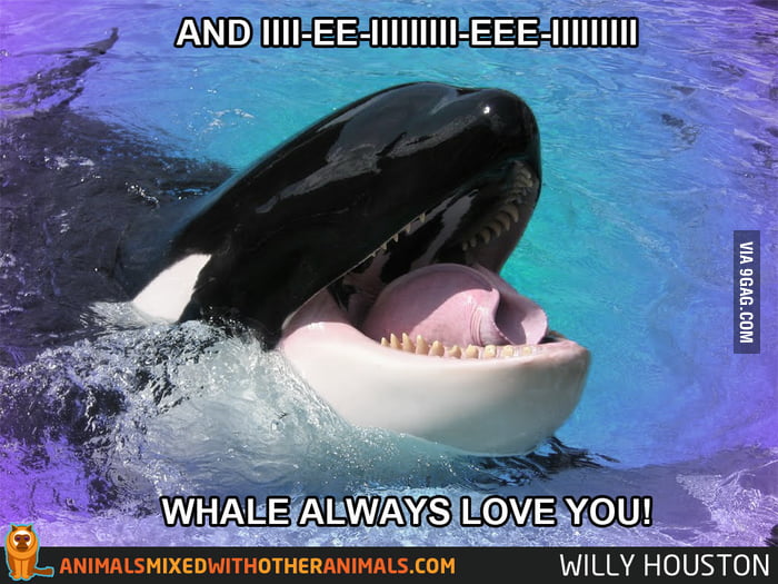 Willy Houston - Reincarnation - 9GAG