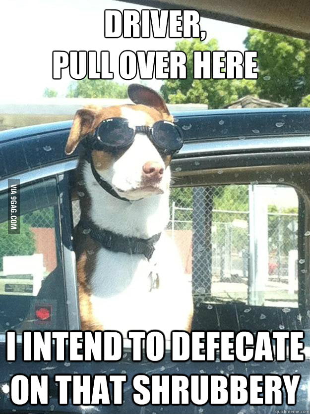 Driver, pull over here... - 9GAG