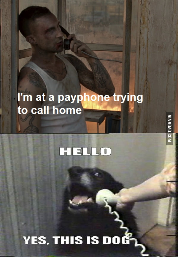 Adam Levine's Dog - 9GAG