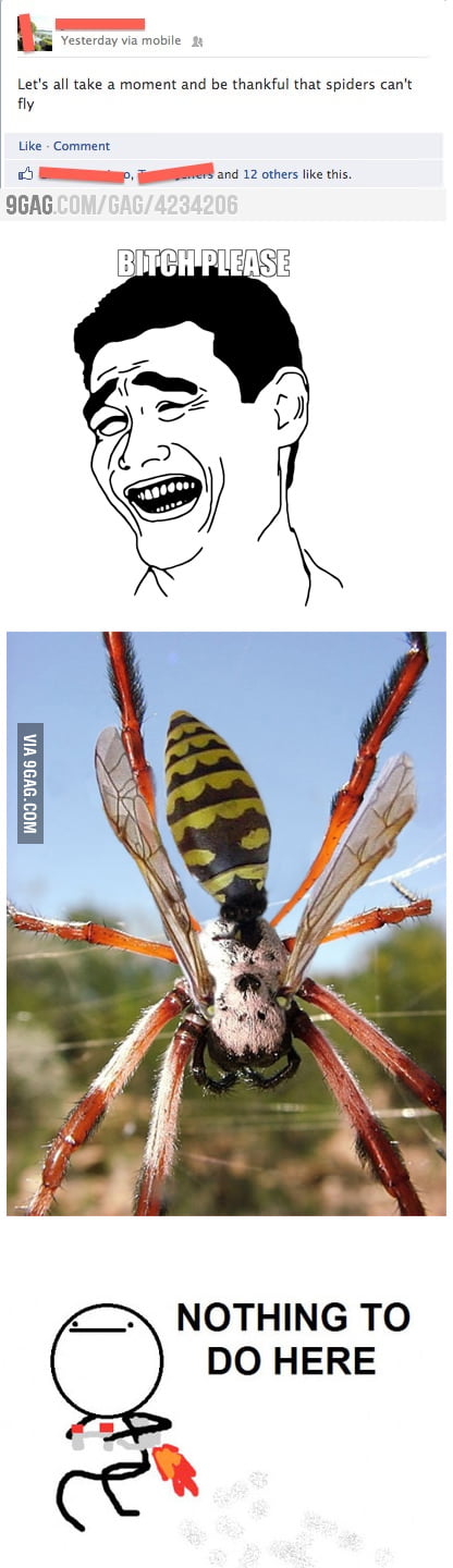 Flying Spider Nothing To Do Here