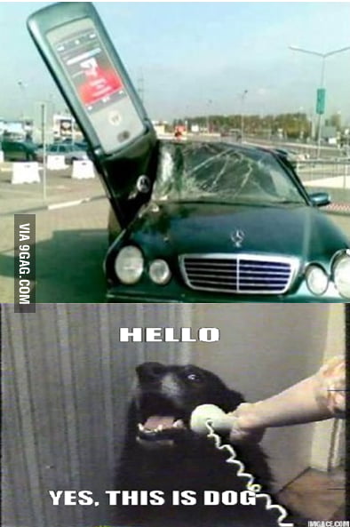 Hello , this is dog - 9GAG