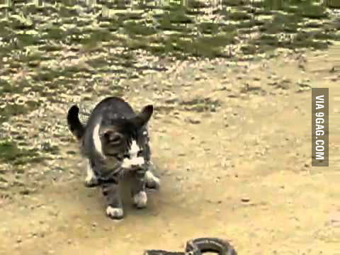 My Crazy Kitty - 9GAG