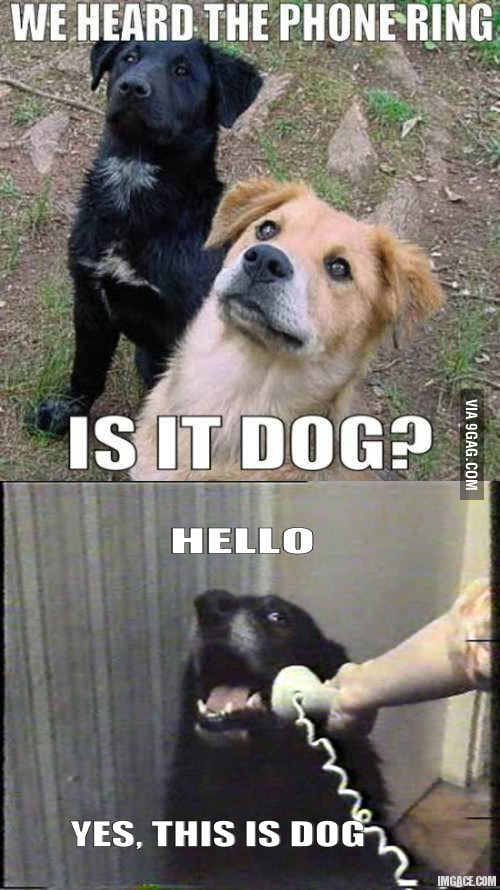 Just dogs... - 9GAG
